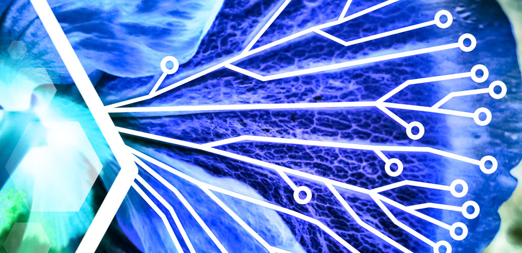 Biomimicry: How Nature Inspires Sustainable Designs | MJS Packaging